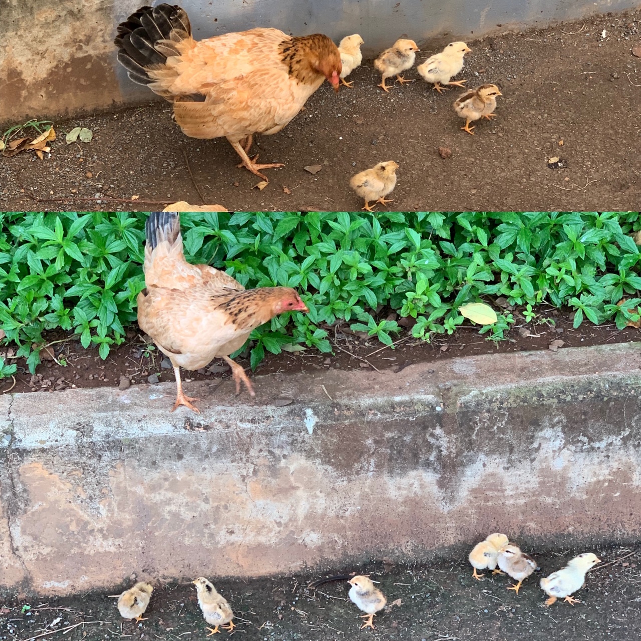 ProjectManagement.com - Mother Hen Leadership